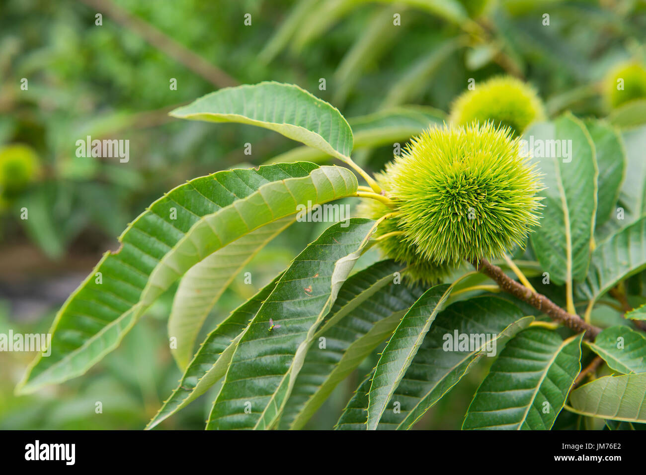 Chestnut (Castanea fruits Stock Photo - Alamy