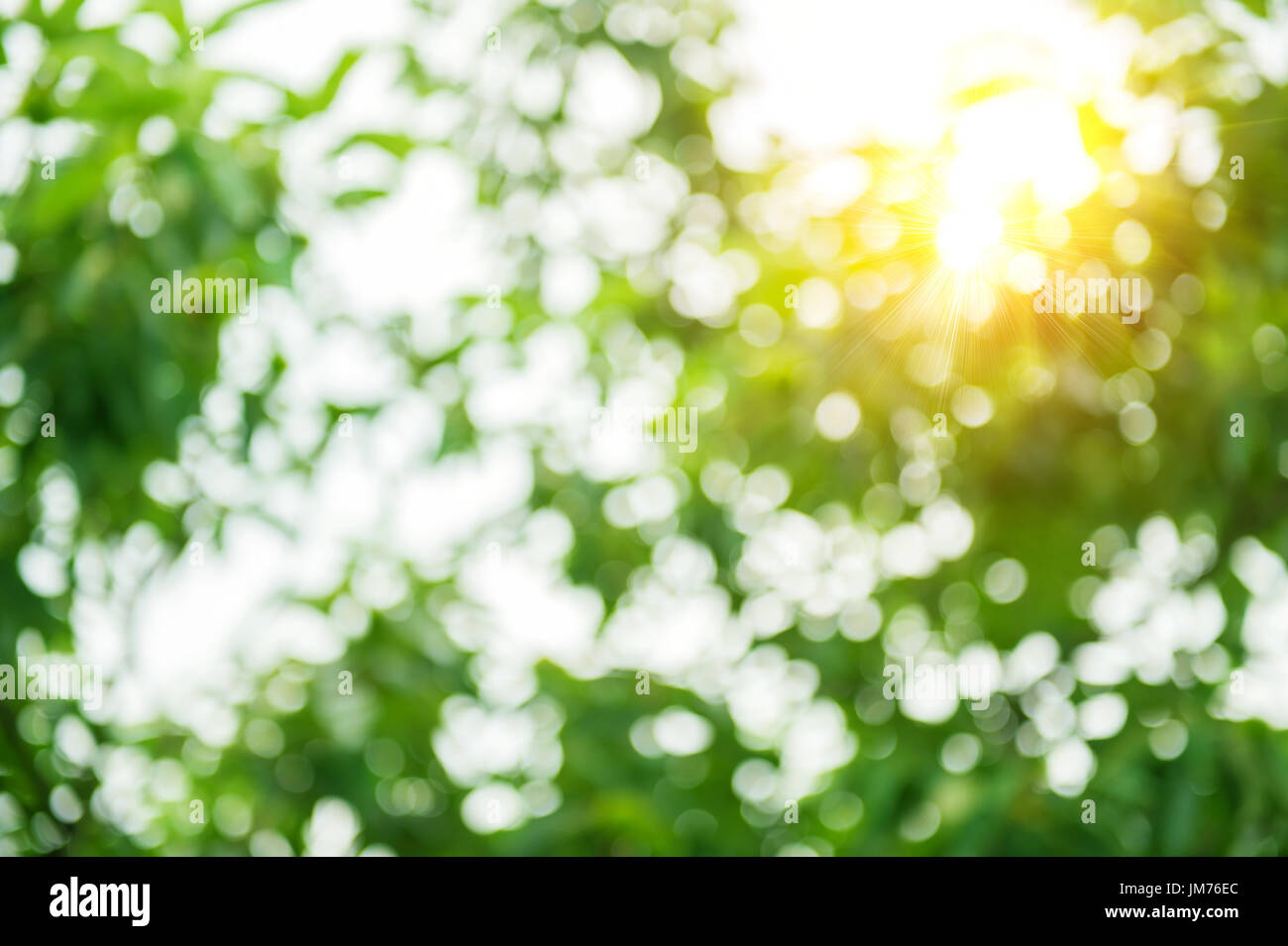 Bokeh with leaf hi-res stock photography and images - Alamy