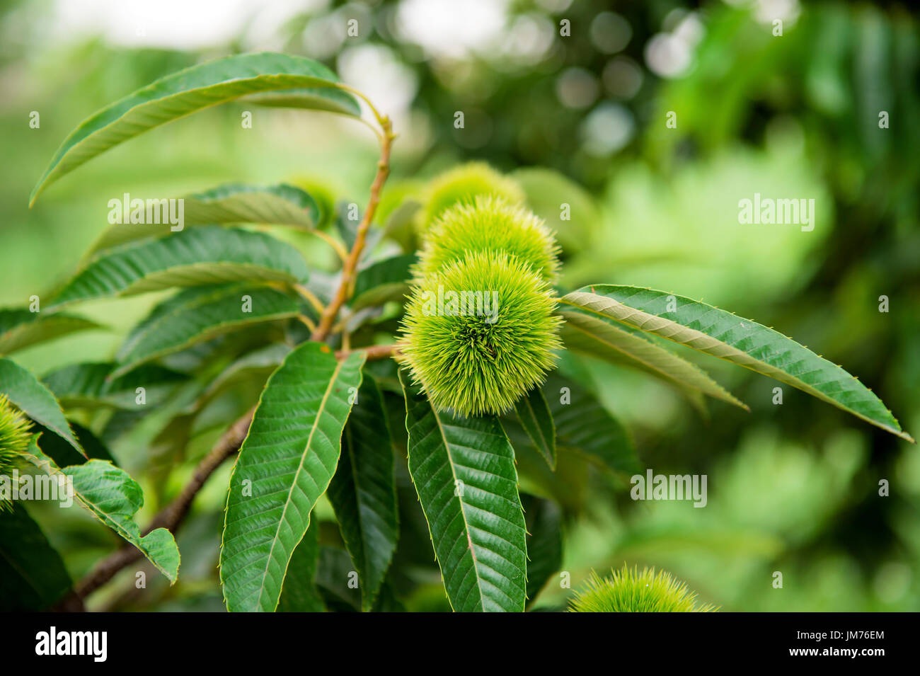 Maroon fruits hi-res stock photography and images - Alamy