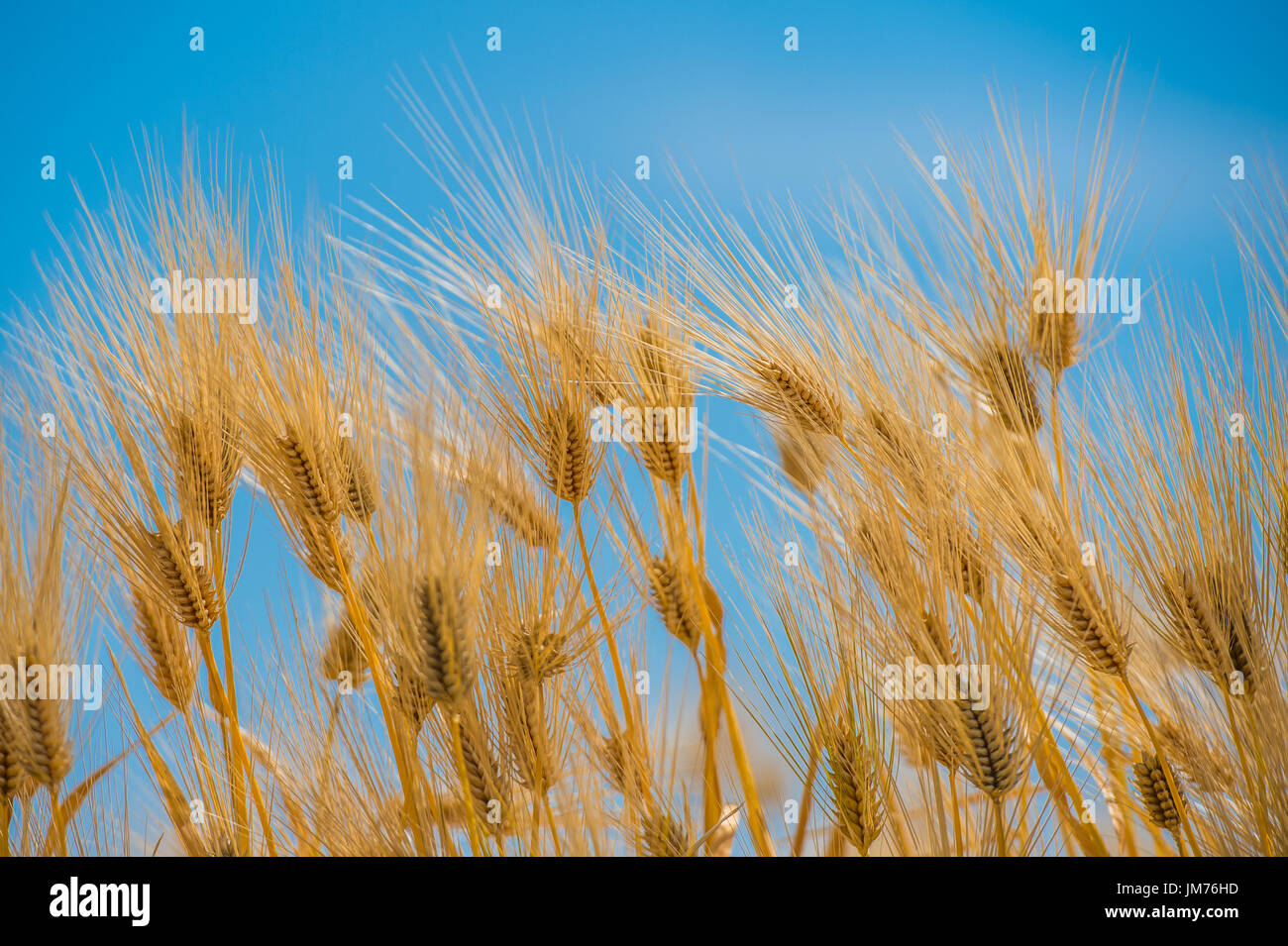 Barley field malt hi-res stock photography and images - Alamy