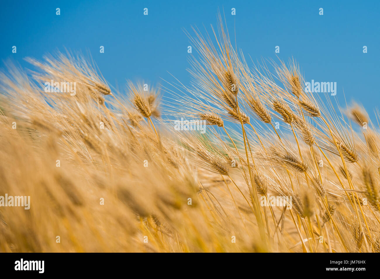 Barley field malt hi-res stock photography and images - Alamy