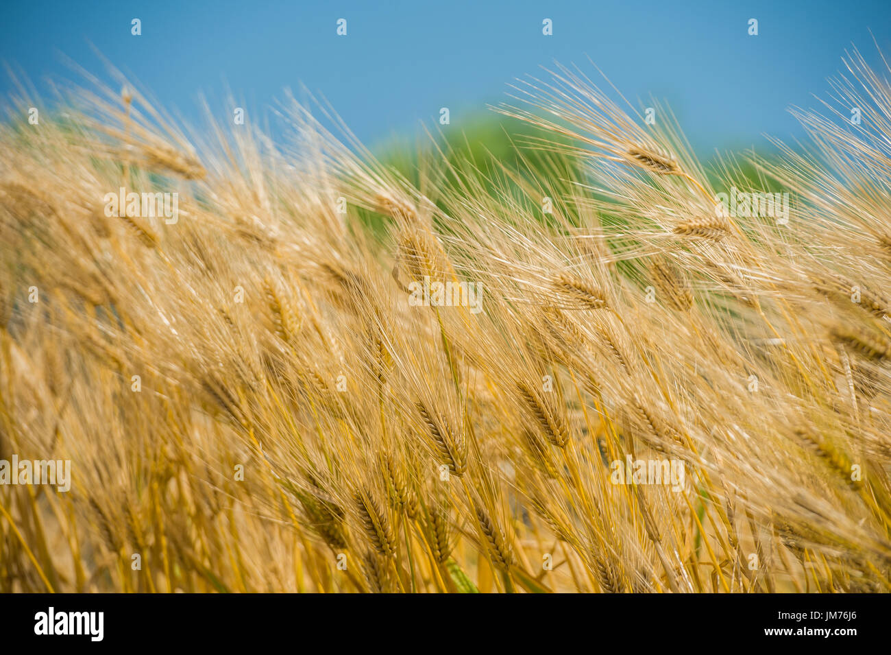 Lush spring barley hi-res stock photography and images - Alamy
