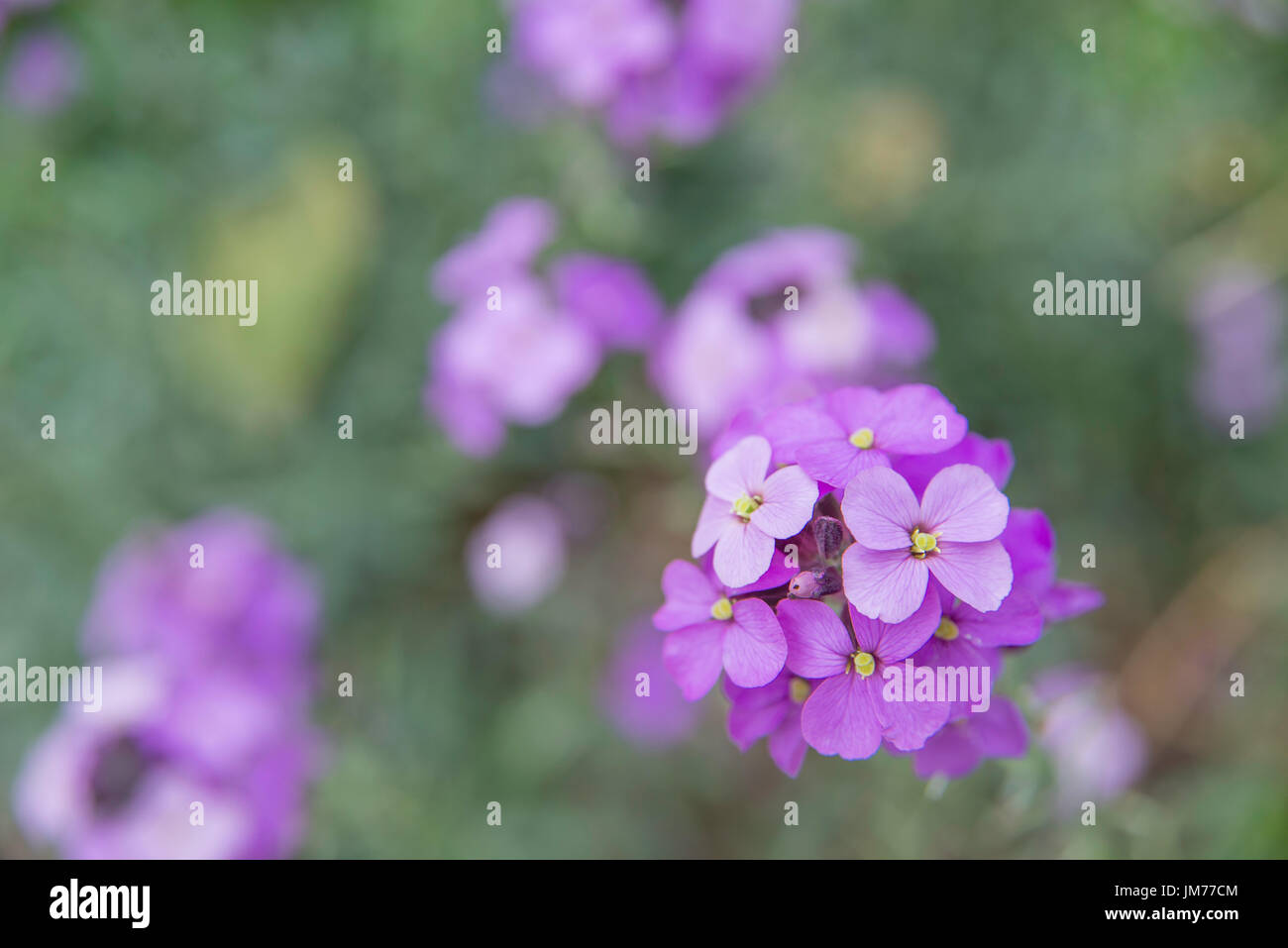 Close up photo of tiny flower hi-res stock photography and images - Alamy