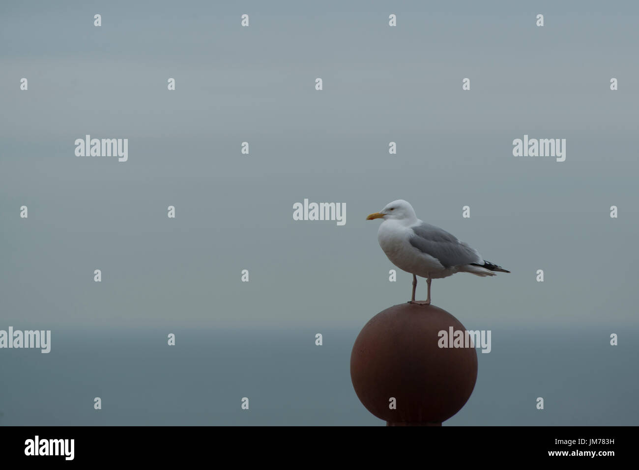 Ball headed hi-res stock photography and images - Alamy