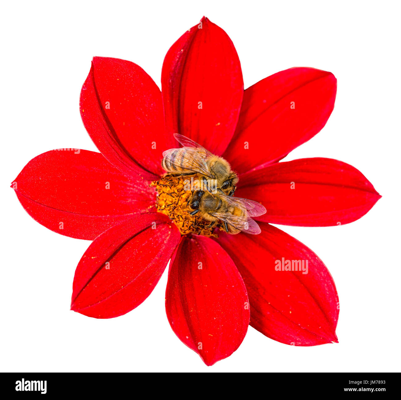 Two bees on flower Cut Out Stock Images & Pictures - Alamy