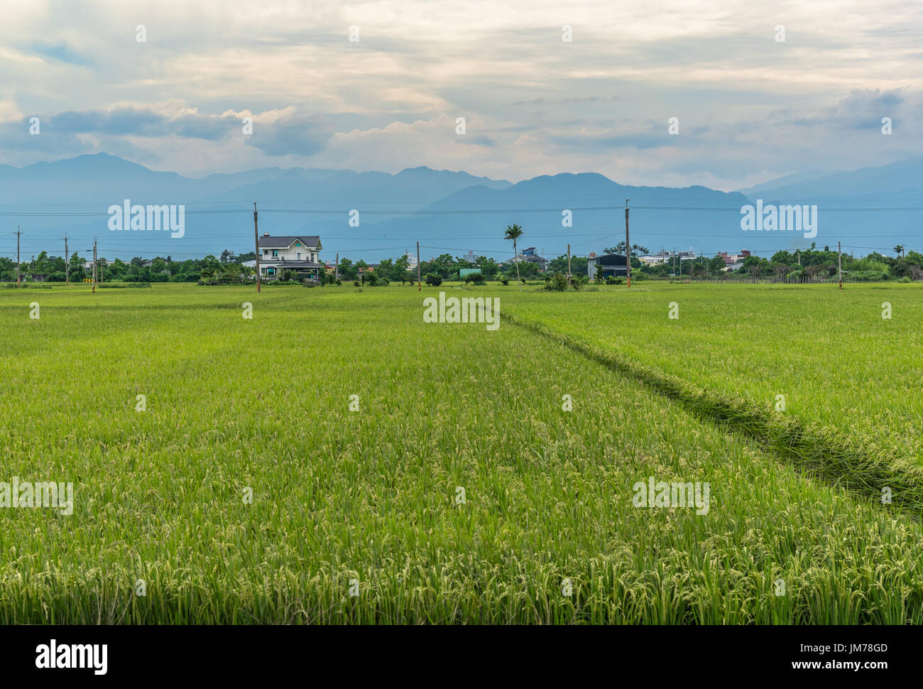 Paddy harvest hi-res stock photography and images - Alamy
