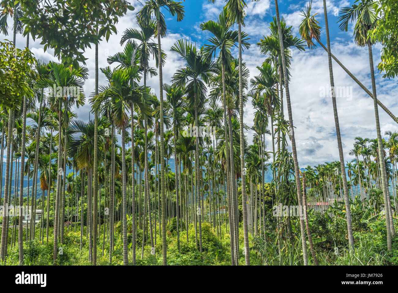 Areca palms field in Taiwan - lots of areca palms will destroy soil and ...