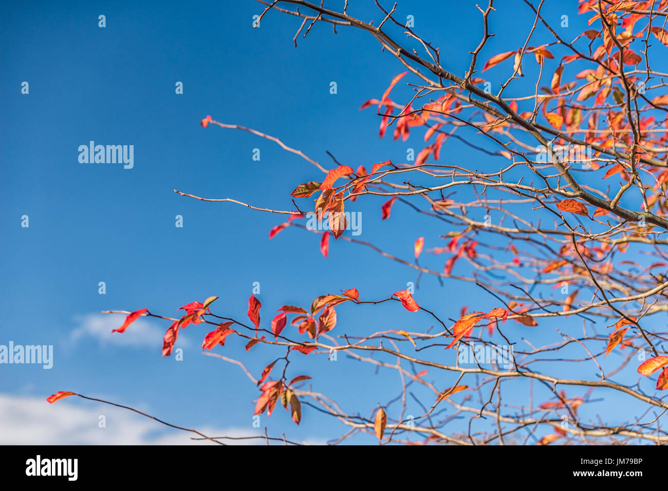 Branch and fall leaves hi-res stock photography and images - Alamy