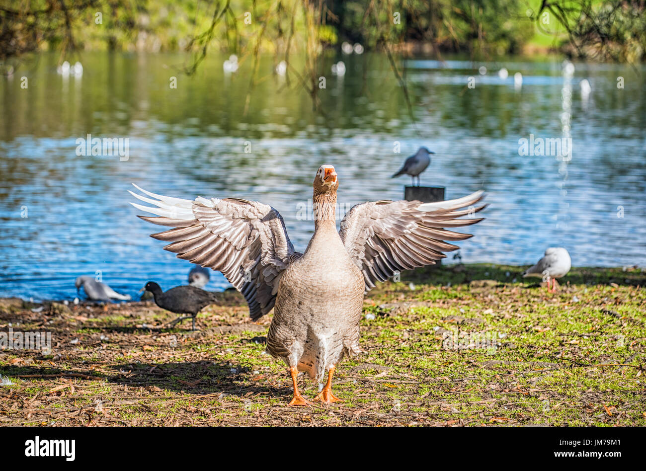Goose spread its wings and honking Stock Photo - Alamy