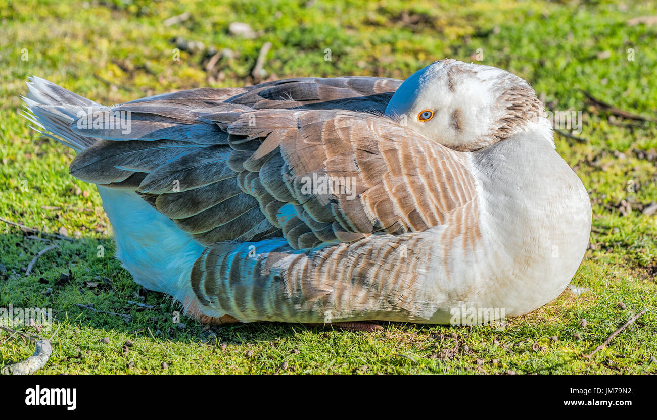 Sleeping goose on grass Stock Photo - Alamy