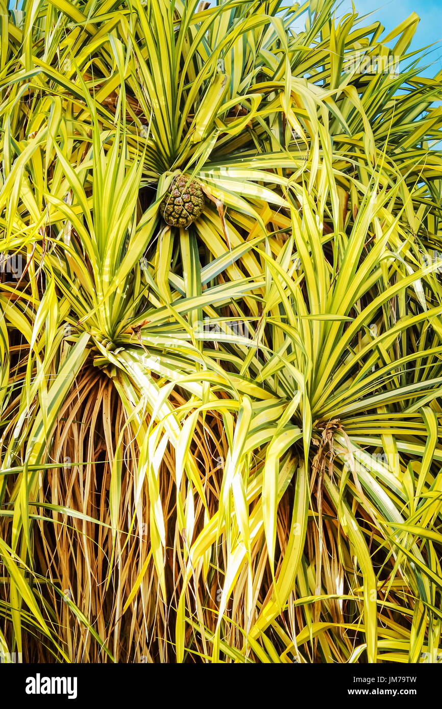 The common screwpine (Pandanus utilis Stock Photo - Alamy