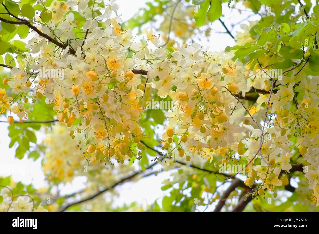 Rainbow shower tree hi-res stock photography and images - Alamy