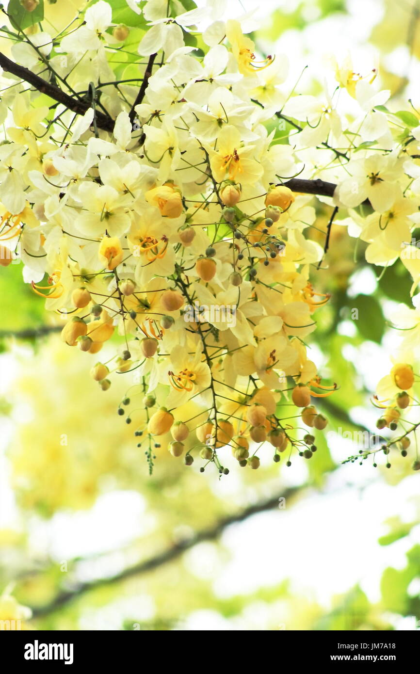 Rainbow shower tree hi-res stock photography and images - Alamy