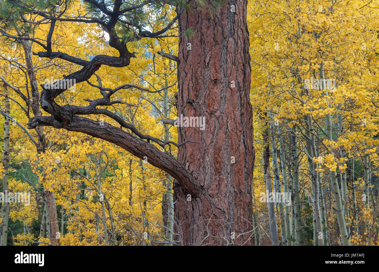 Redwood tree and the fall foliage of the aspen trees in Inyo National ...