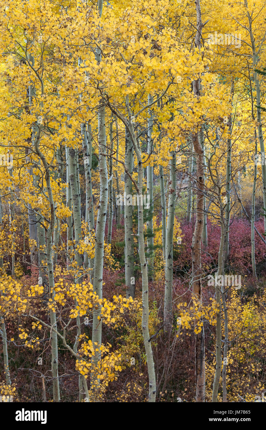 Aspen trees in their fall foliage in Inyo National Forest, California ...