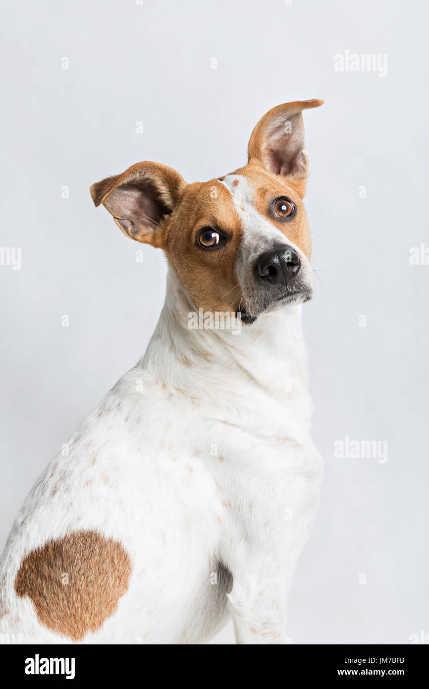 Simple background dog hi-res stock photography and images - Alamy