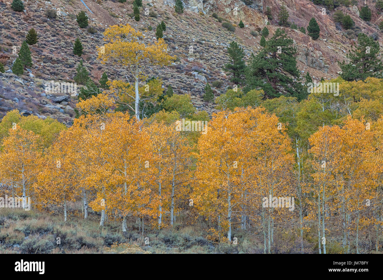 Aspen trees in their fall foliage in Inyo National Forest, California ...