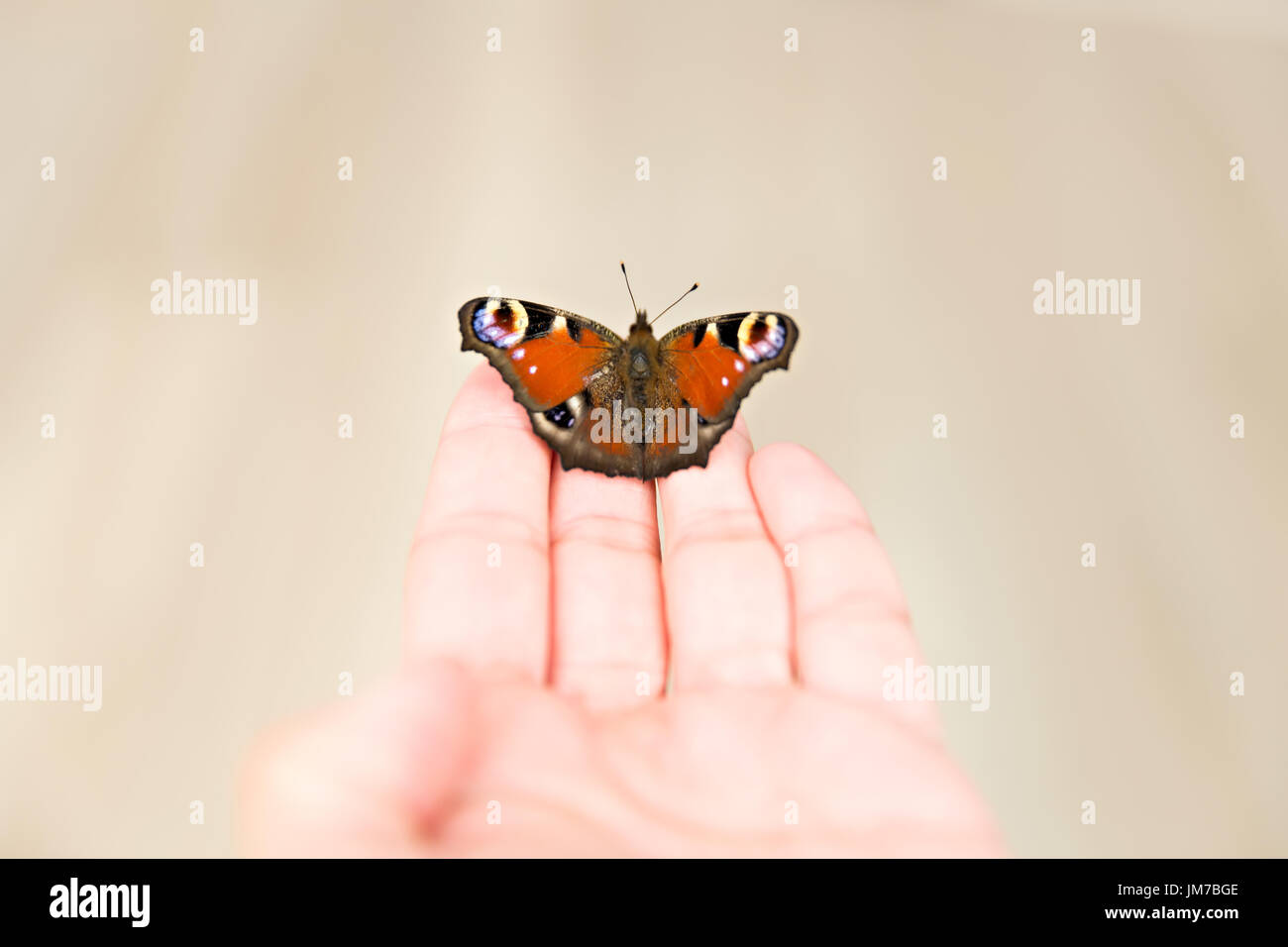 Hand butterfly hi-res stock photography and images - Alamy