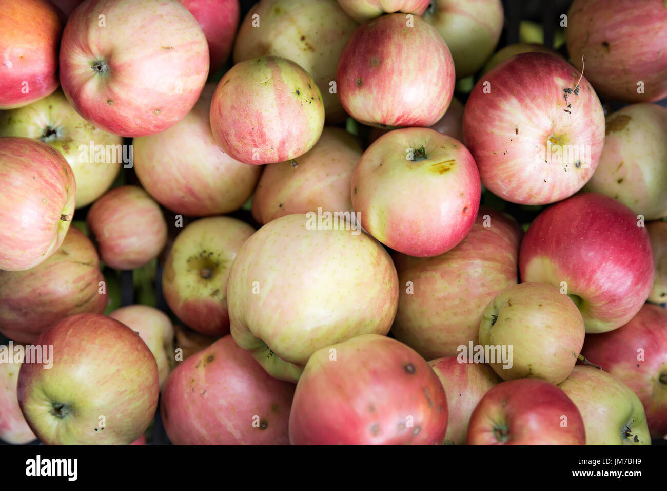 fresh ripe organic apples straight from the orchard Stock Photo - Alamy