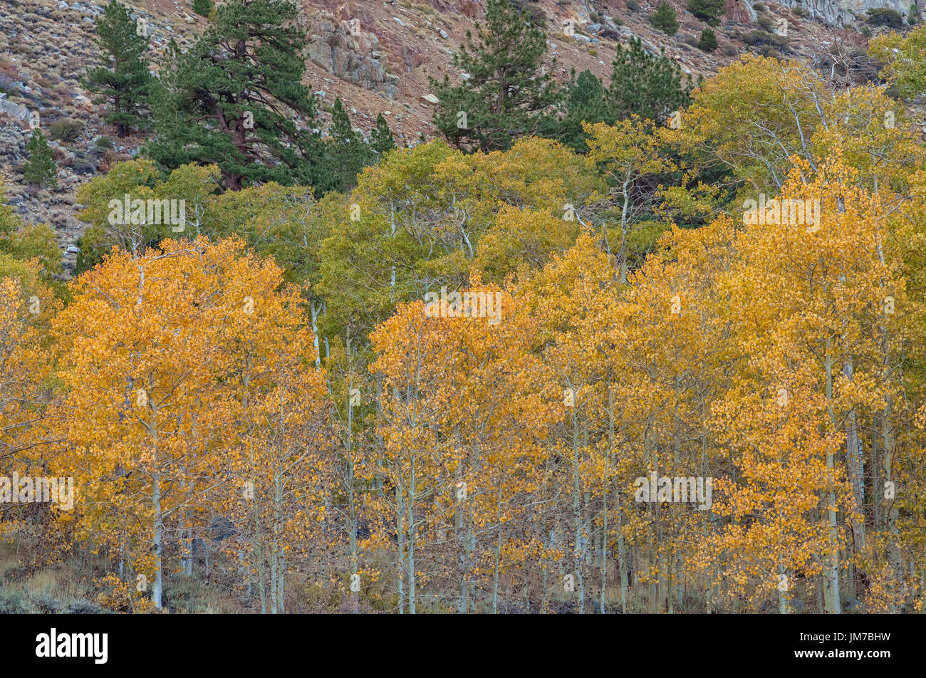 Aspen trees in their fall foliage in Inyo National Forest, California ...
