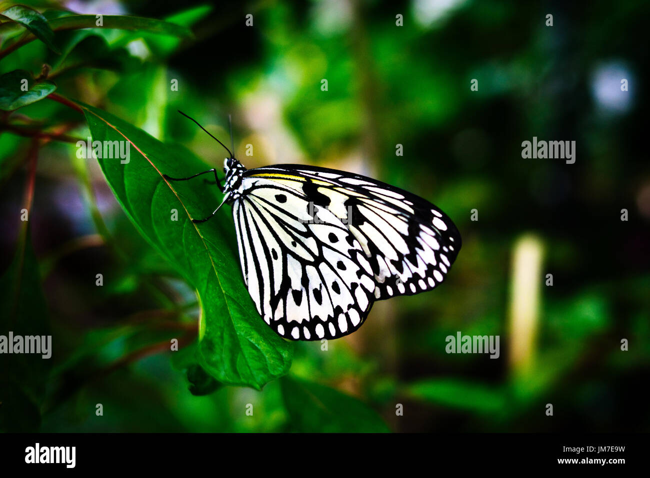 Pacific Science Center Butterfly Stock Photo - Alamy