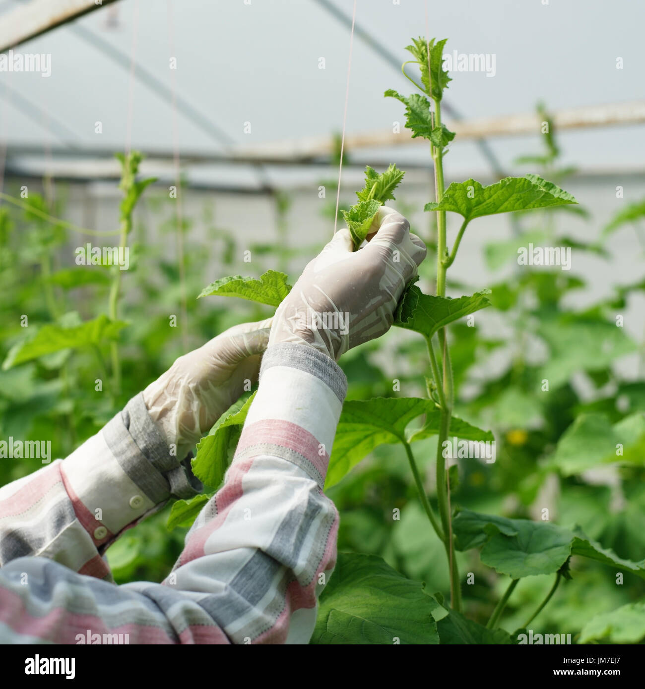 gardener is planting honeydew melon trees in greenhouse organic farm ...