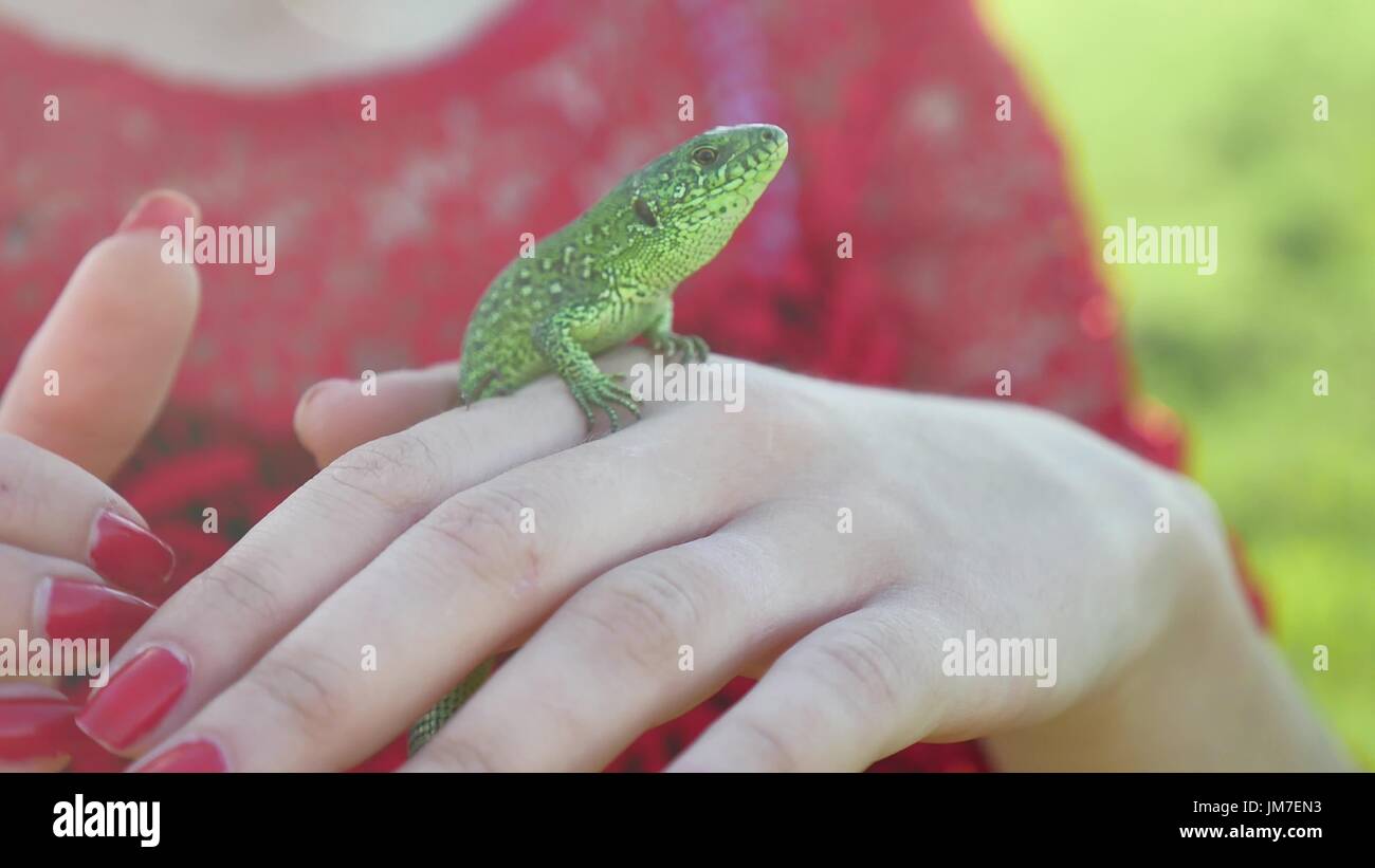 The girl is holding a lizard. Girl in nature holds a green lifestyle ...
