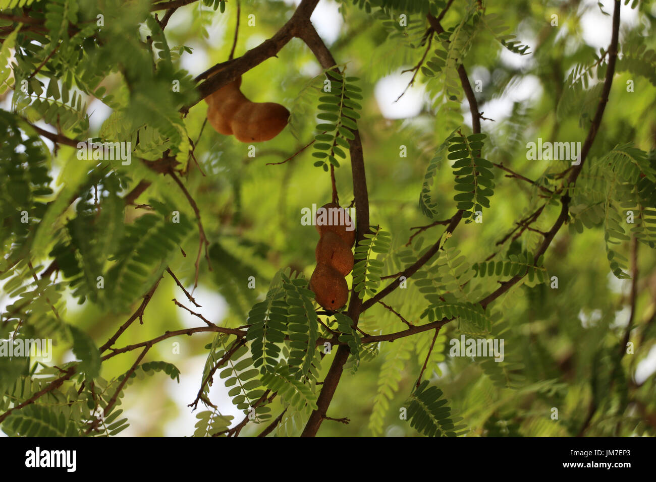 Tamarind tree hi-res stock photography and images - Alamy