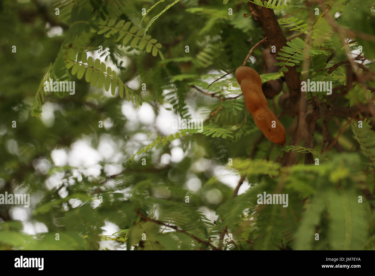 tamarind tree in forest,focus at tamarind on nature background Stock ...