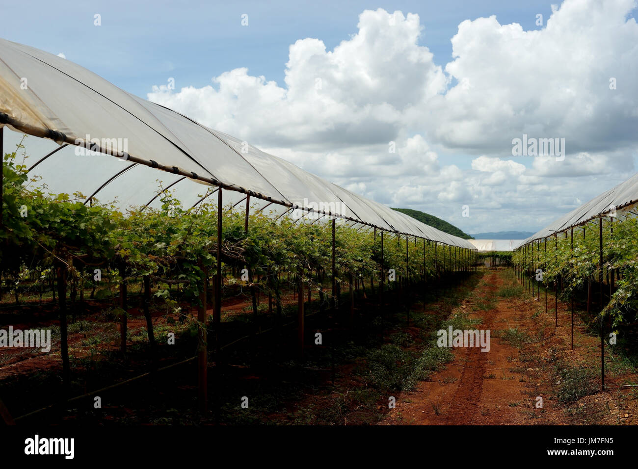 grape farm in countryside with beautiful sky background Stock Photo - Alamy