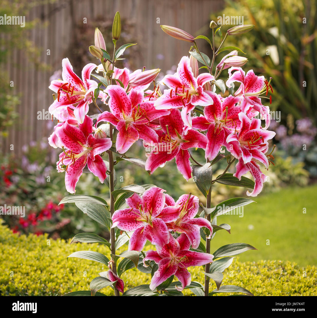 Lilly Flower. Lilium Stock Photo - Alamy