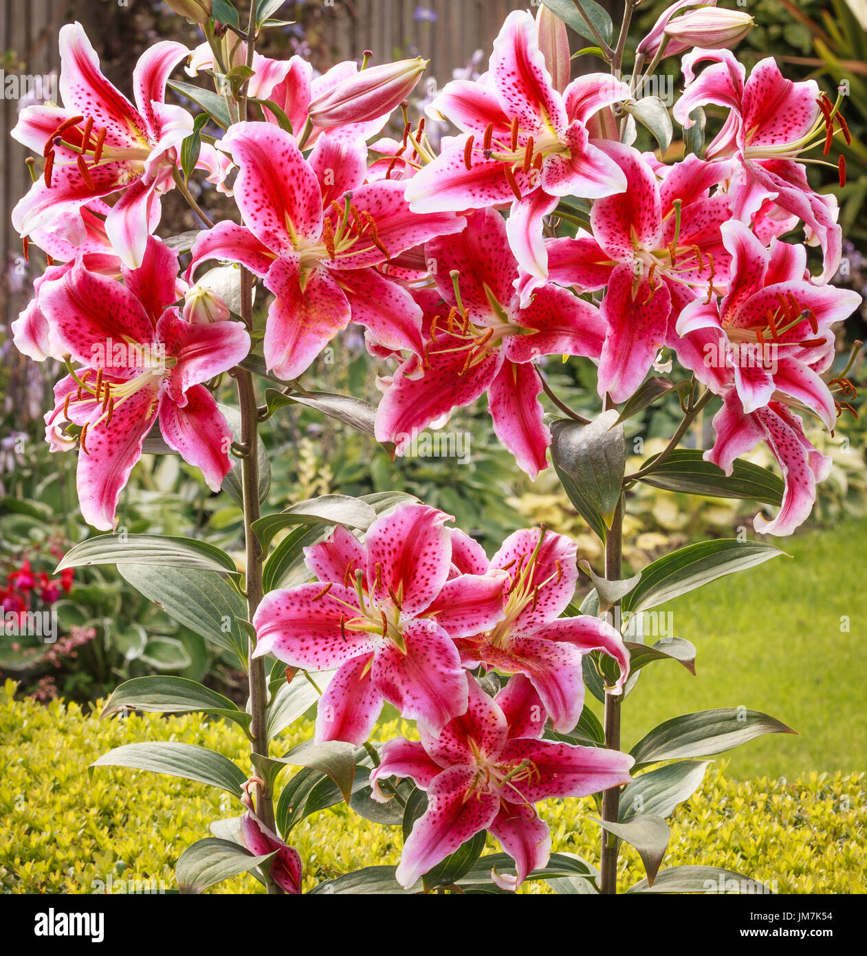 Lilly Flower. Lilium Stock Photo - Alamy