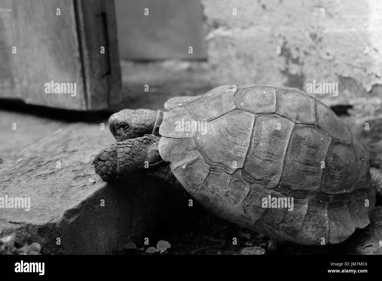 Tortoise in its shell climbing up a step. Photographed in monochrome ...
