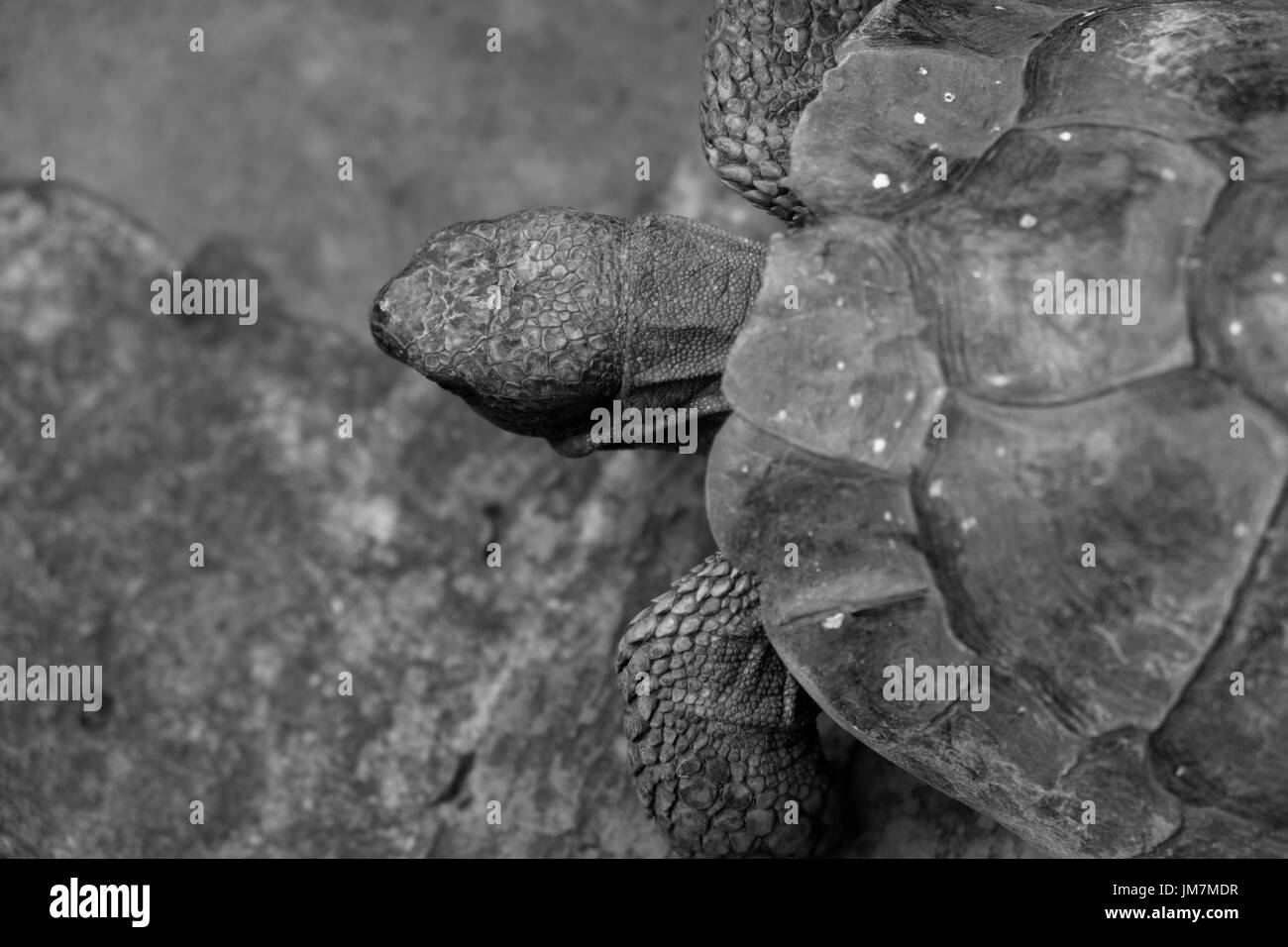 Tortoise Shell Pattern Stock Photos & Tortoise Shell Pattern Stock ...