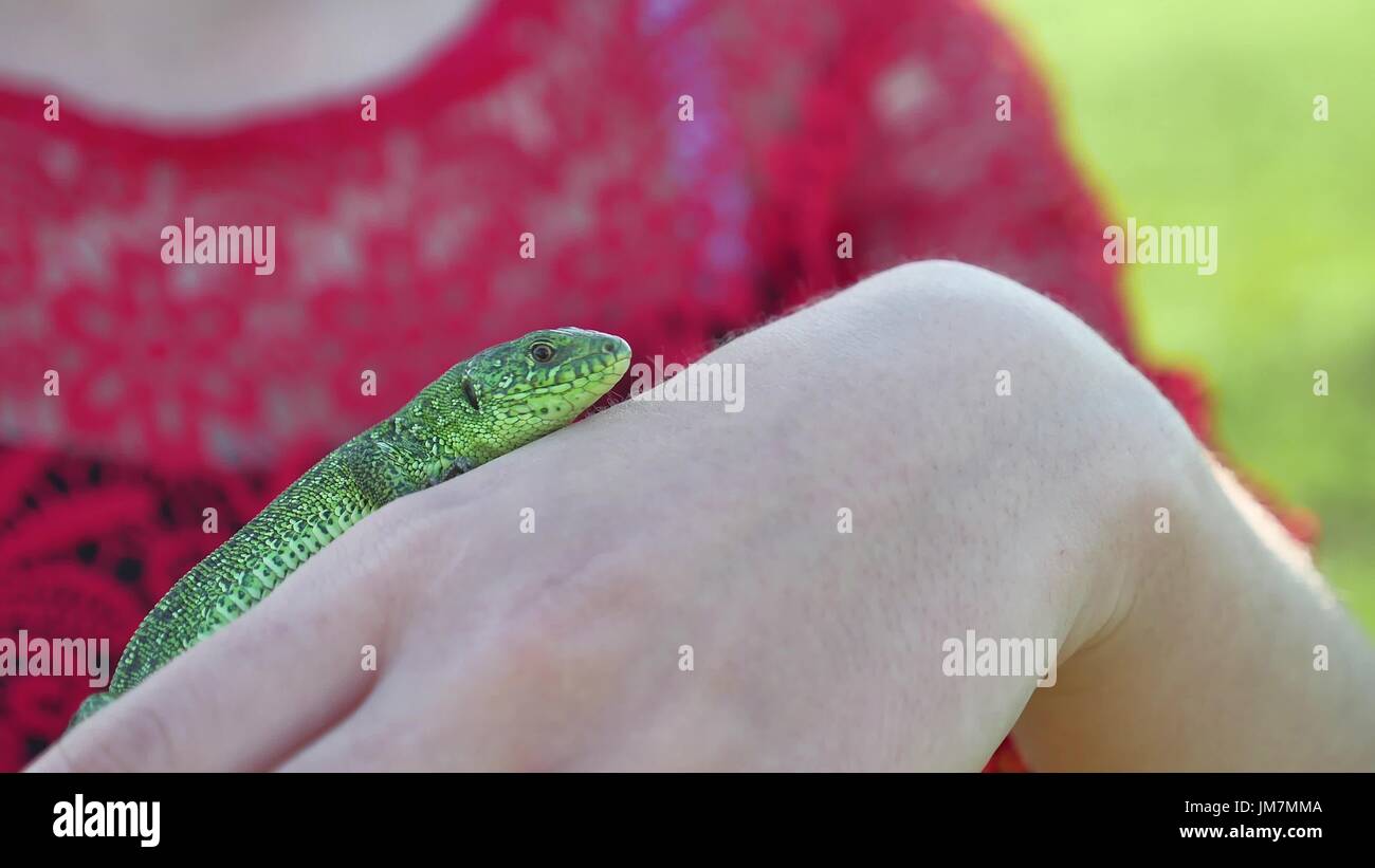 Girl with iguana portrait hi-res stock photography and images - Alamy