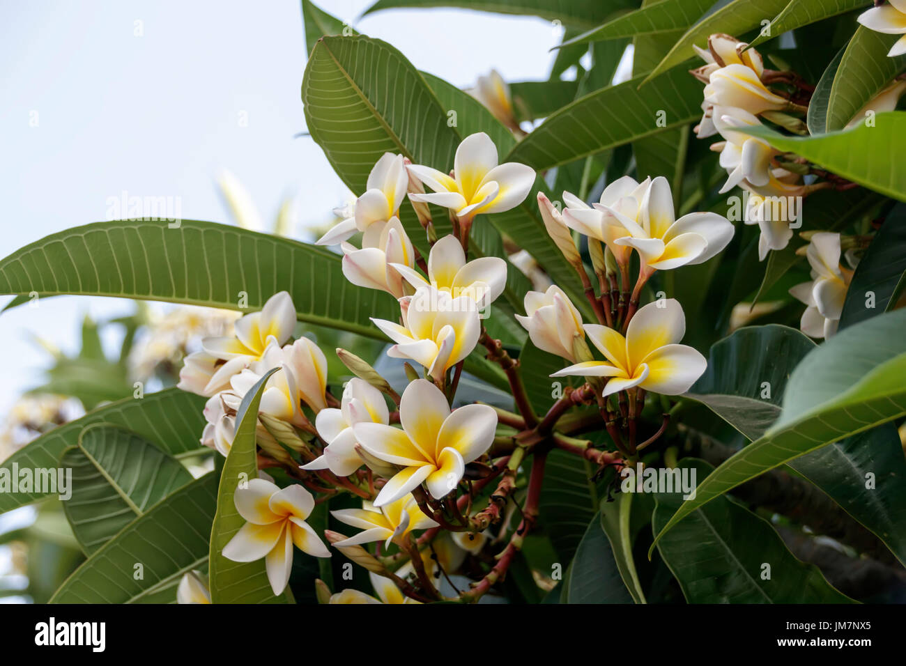 Flowers and buds of Plumeria alba Stock Photo - Alamy