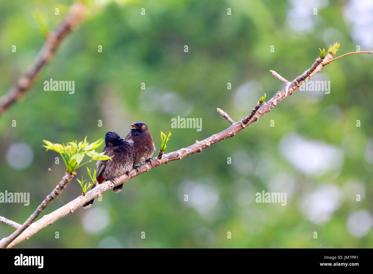 Bulbuli bird hi-res stock photography and images - Alamy