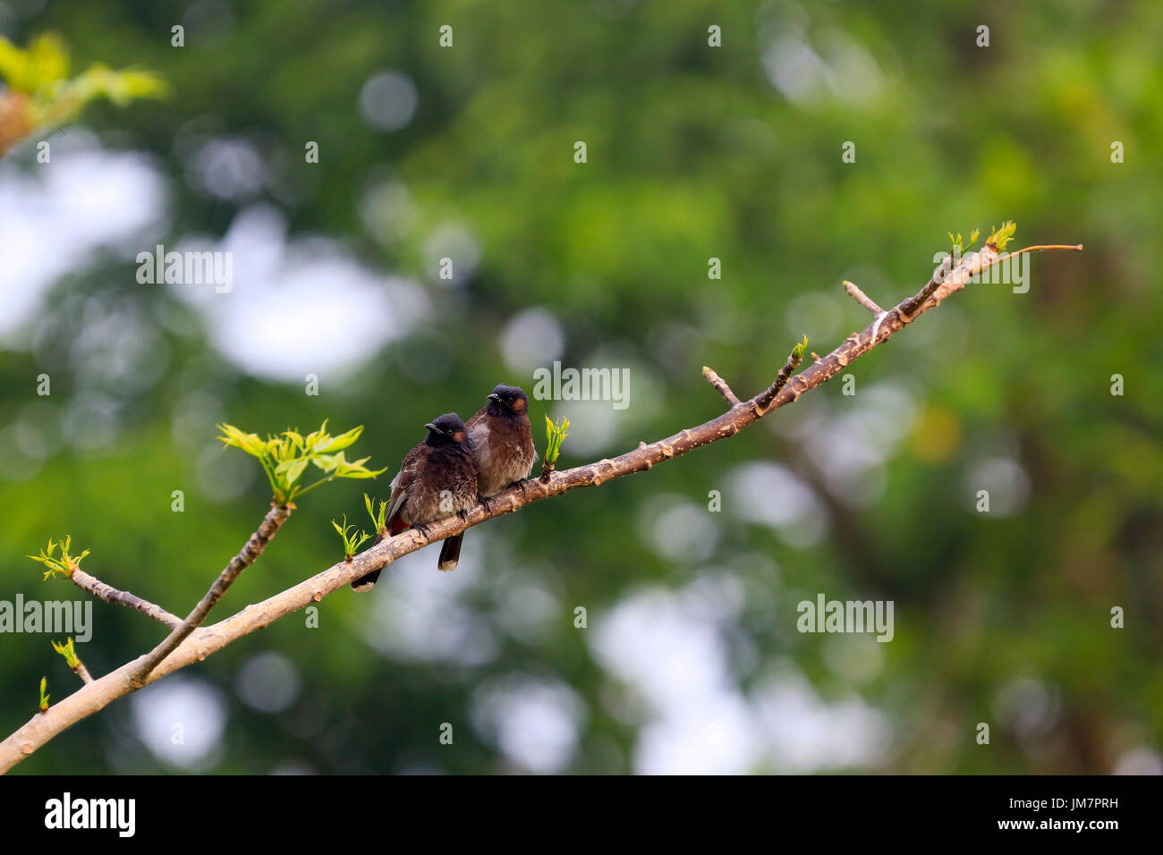 Red-vented Bulbul also known as Bulbuli, at Baikka Beel in Moulvibazar ...