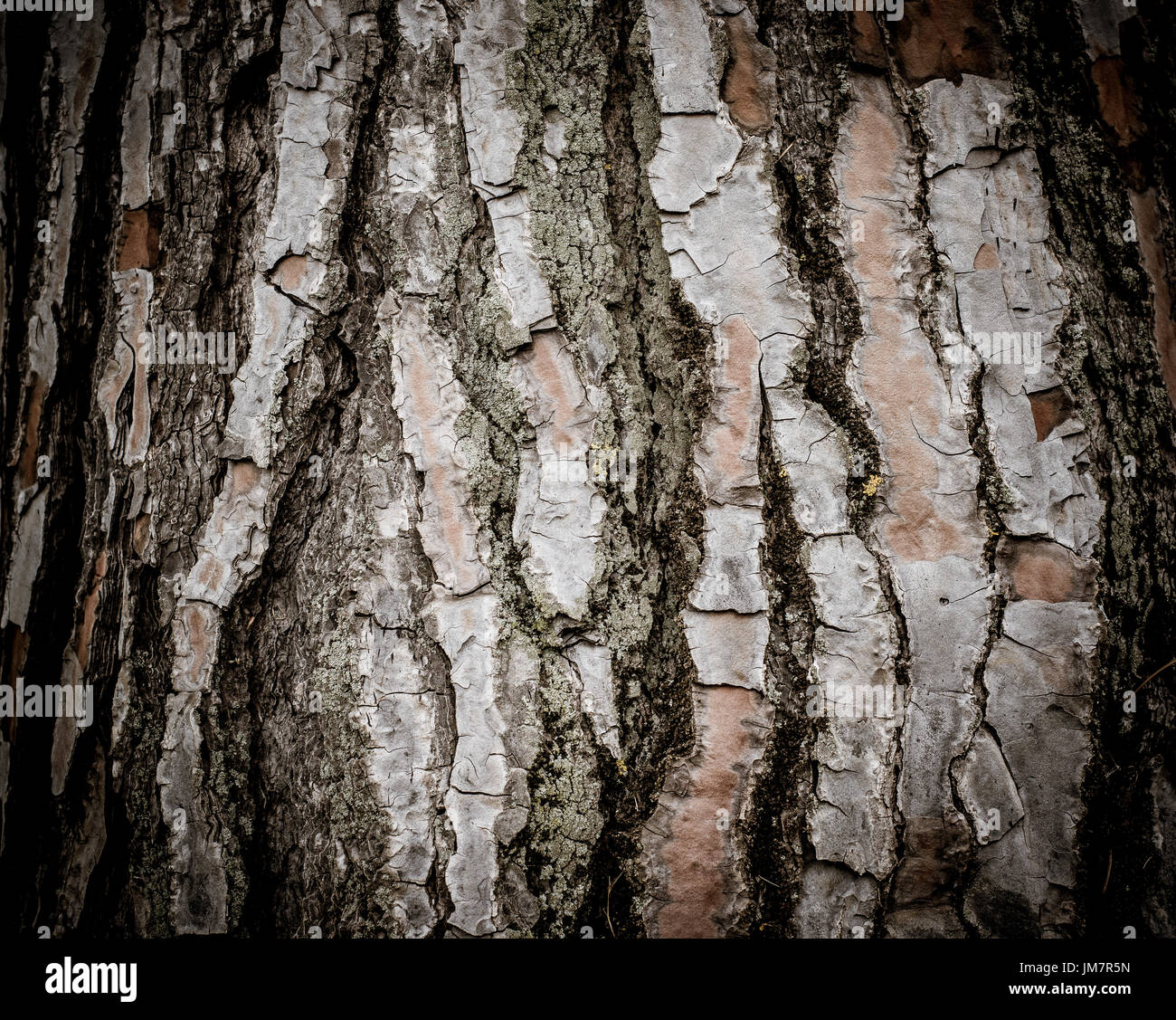 Tree brown bark texture detail, vertical lines, old strenght concept ...