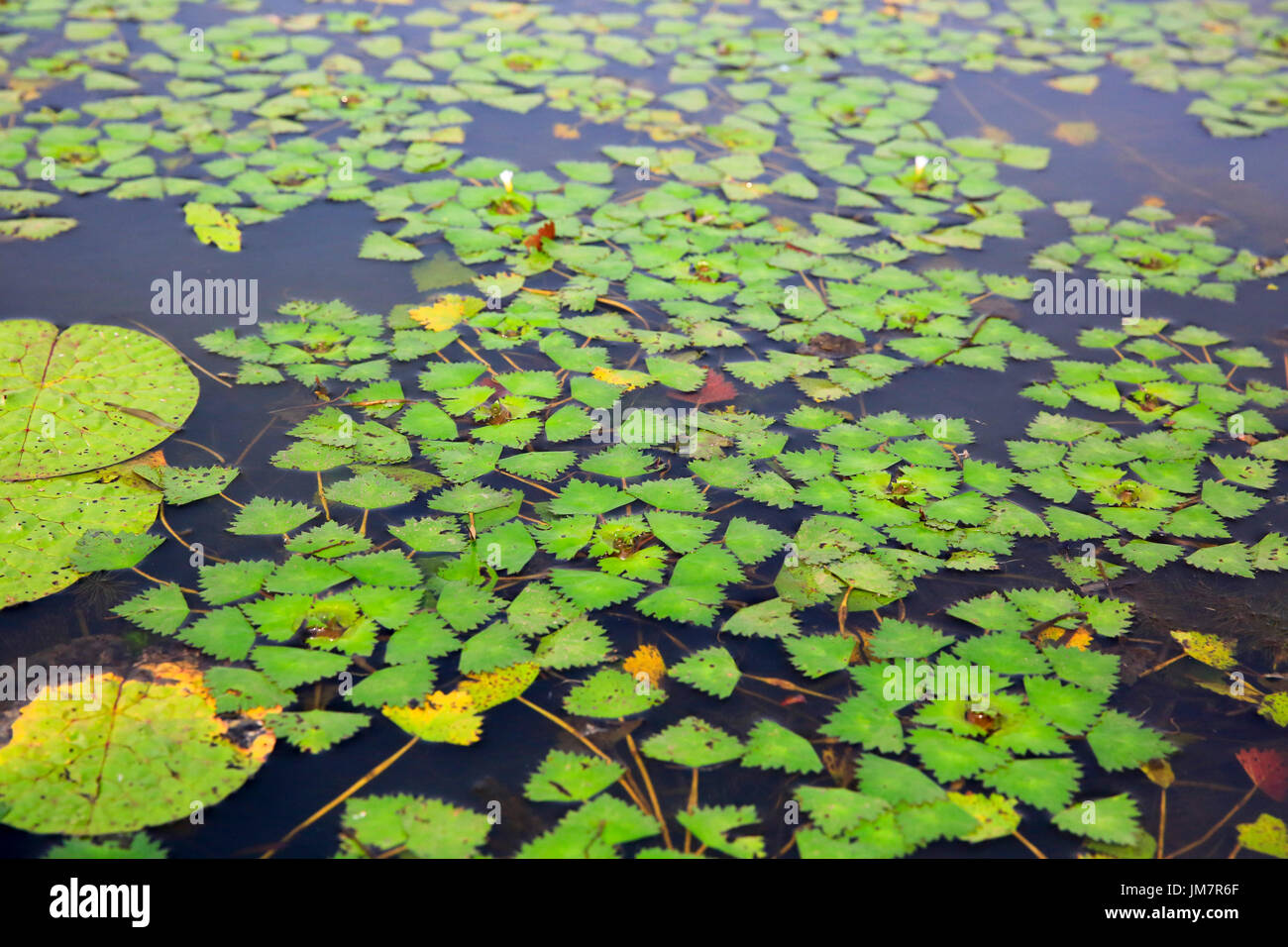 Vegetation floating in water hi-res stock photography and images - Alamy