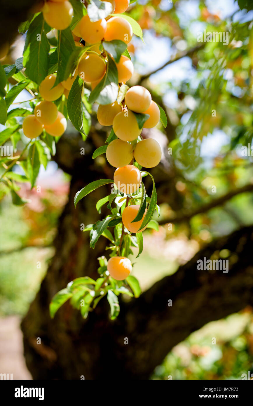 Prosperous orange plum tree loaded with abundance of ripe fruits bunch ...