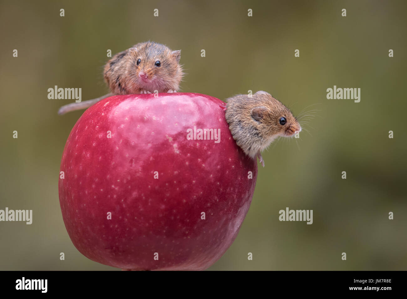 Apple mouse hi-res stock photography and images - Alamy