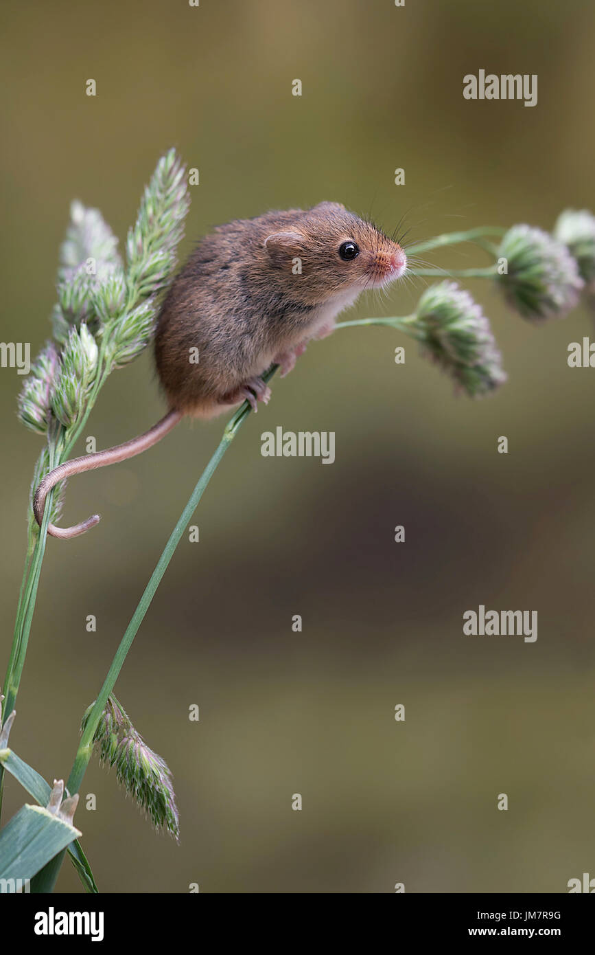 A single harvest mouse climbing up grass in an upright vertical format ...