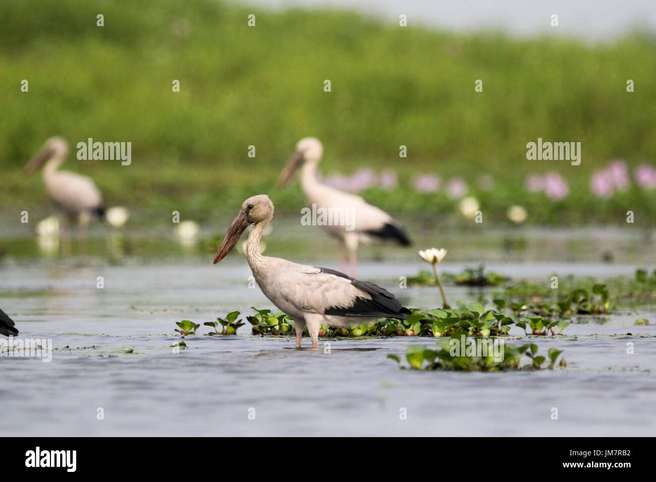 Asian Openbill also known as Shamuk Khol, at Baikka Beel in Moulvibazar ...