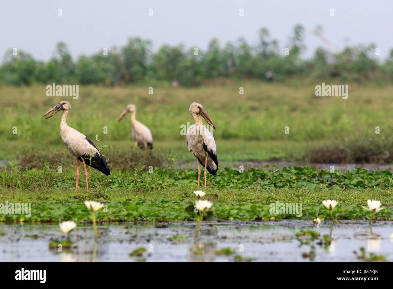 Asian Openbill also known as Shamuk Khol, at Baikka Beel in Moulvibazar ...
