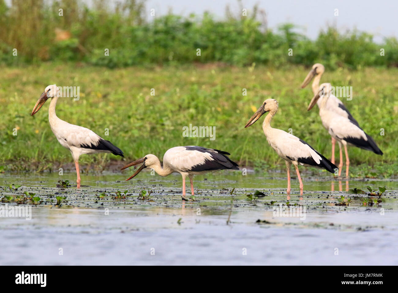 Asian Openbill also known as Shamuk Khol, at Baikka Beel in Moulvibazar ...