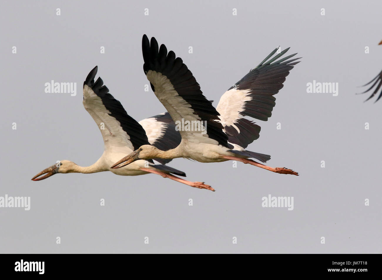Khol High Resolution Stock Photography and Images - Alamy