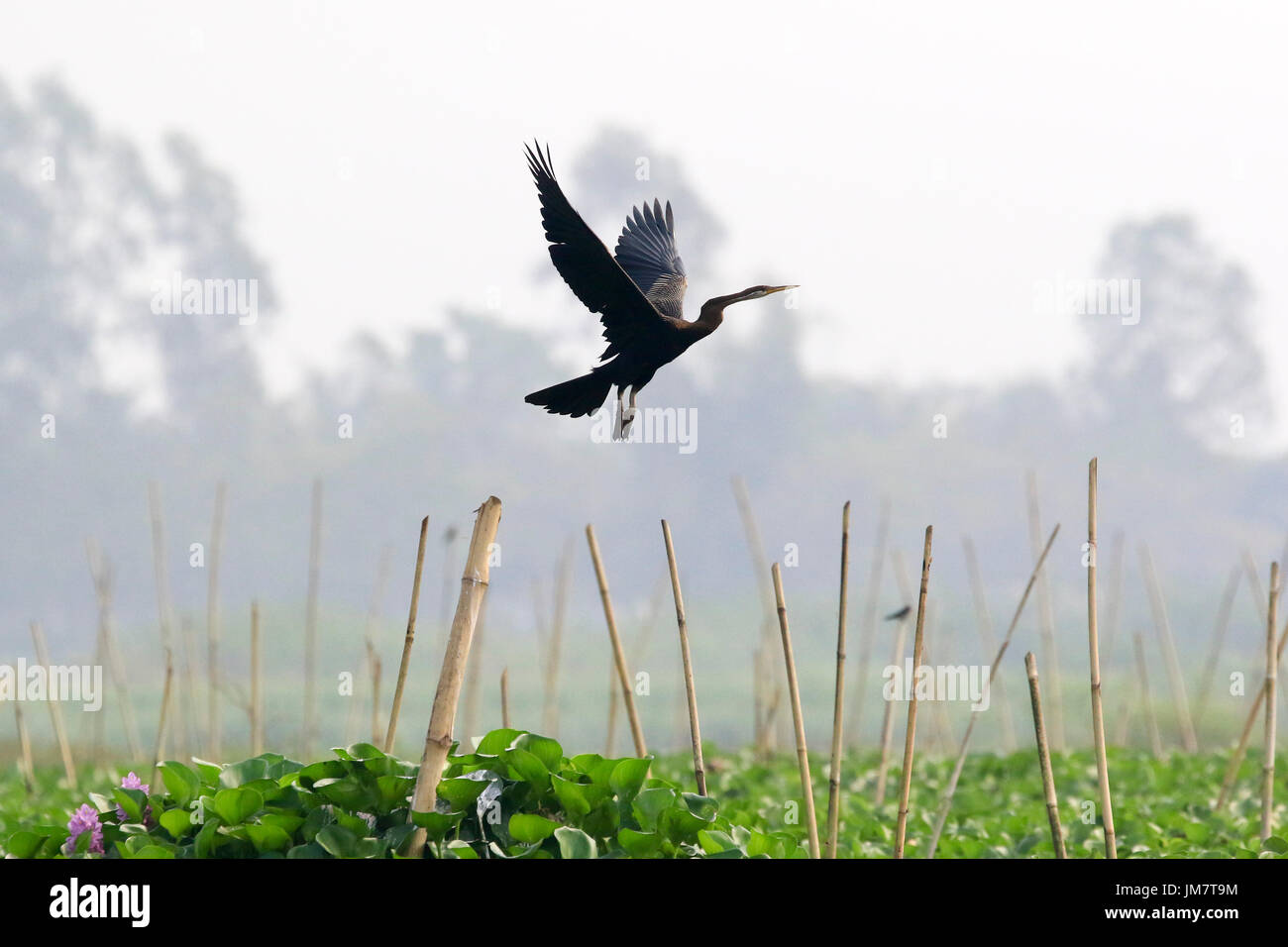 Oriental Darter also known as Shap-pakhi, at Baikka Beel in Moulvibazar ...