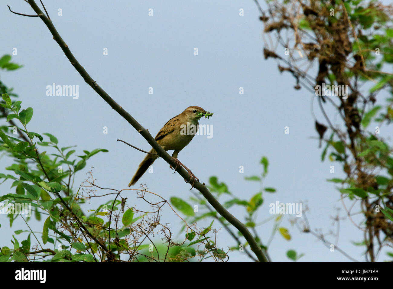 Straiated Grassbird also known as Dora Ghashpakhi, at Baikka Beel in ...