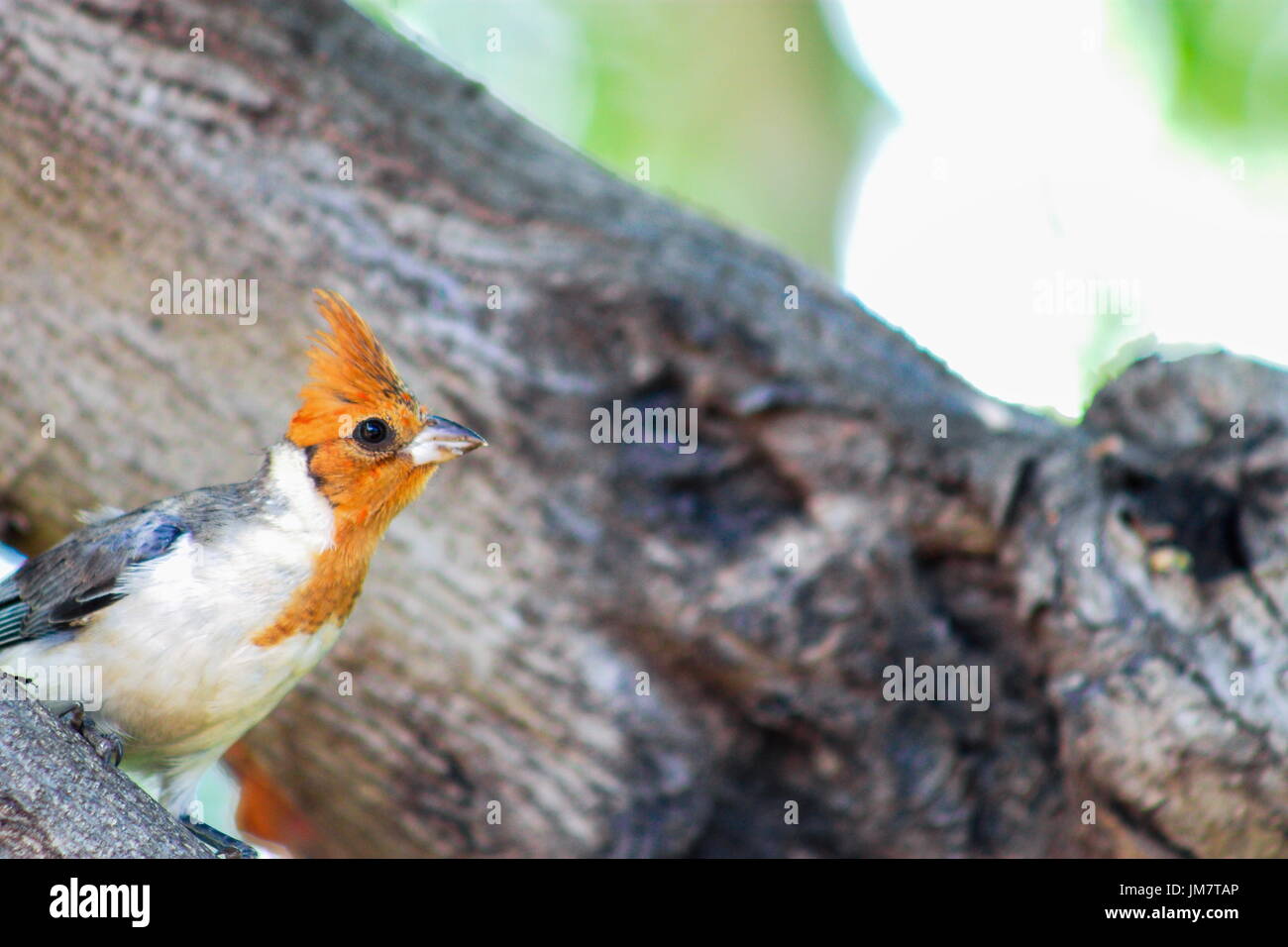 Juvenile Red Crested Cardinal Stock Photo - Alamy